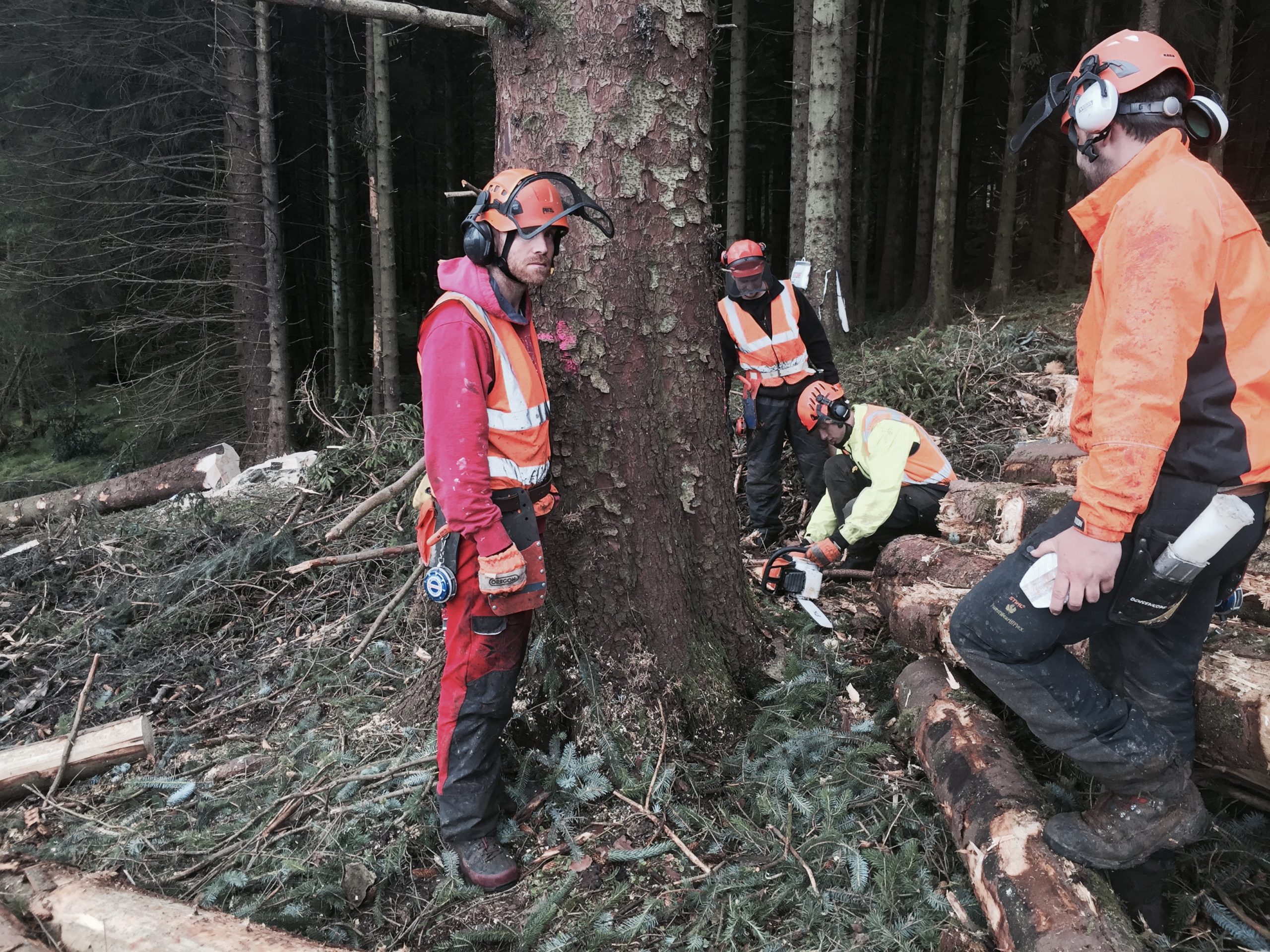 Assisted Felling Training Course | HW Training