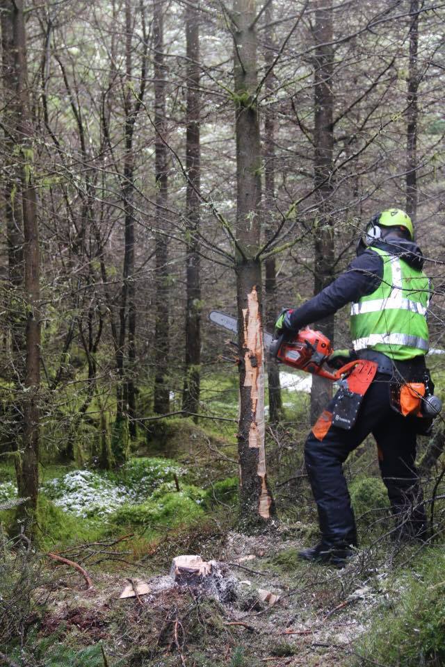 City & Guilds Level 2 CPD Module in Felling up to 380mm - H&W Training