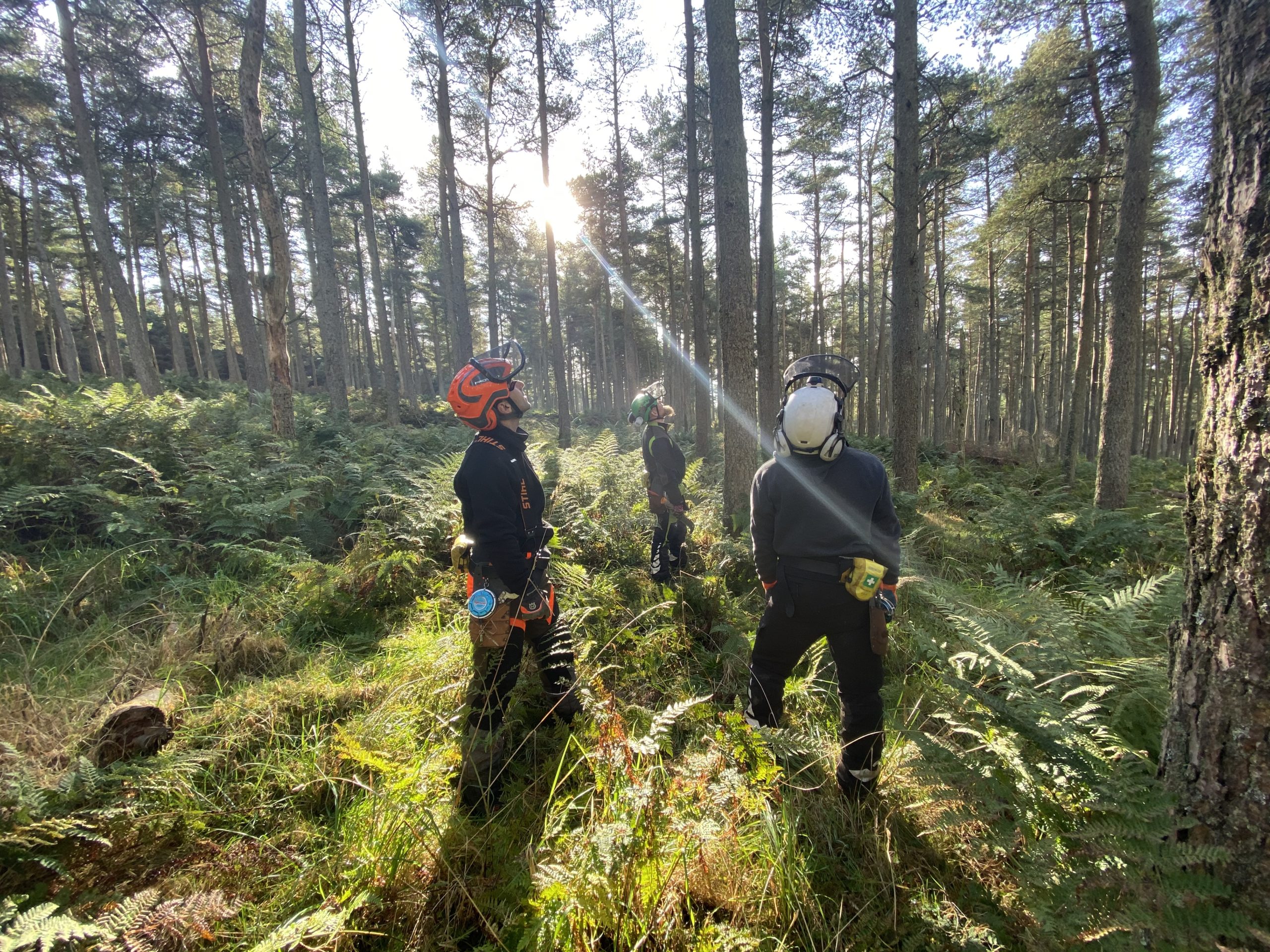 Basic Tree Survey and Inspection Course | (LANTRA) Tree Survey Course ...