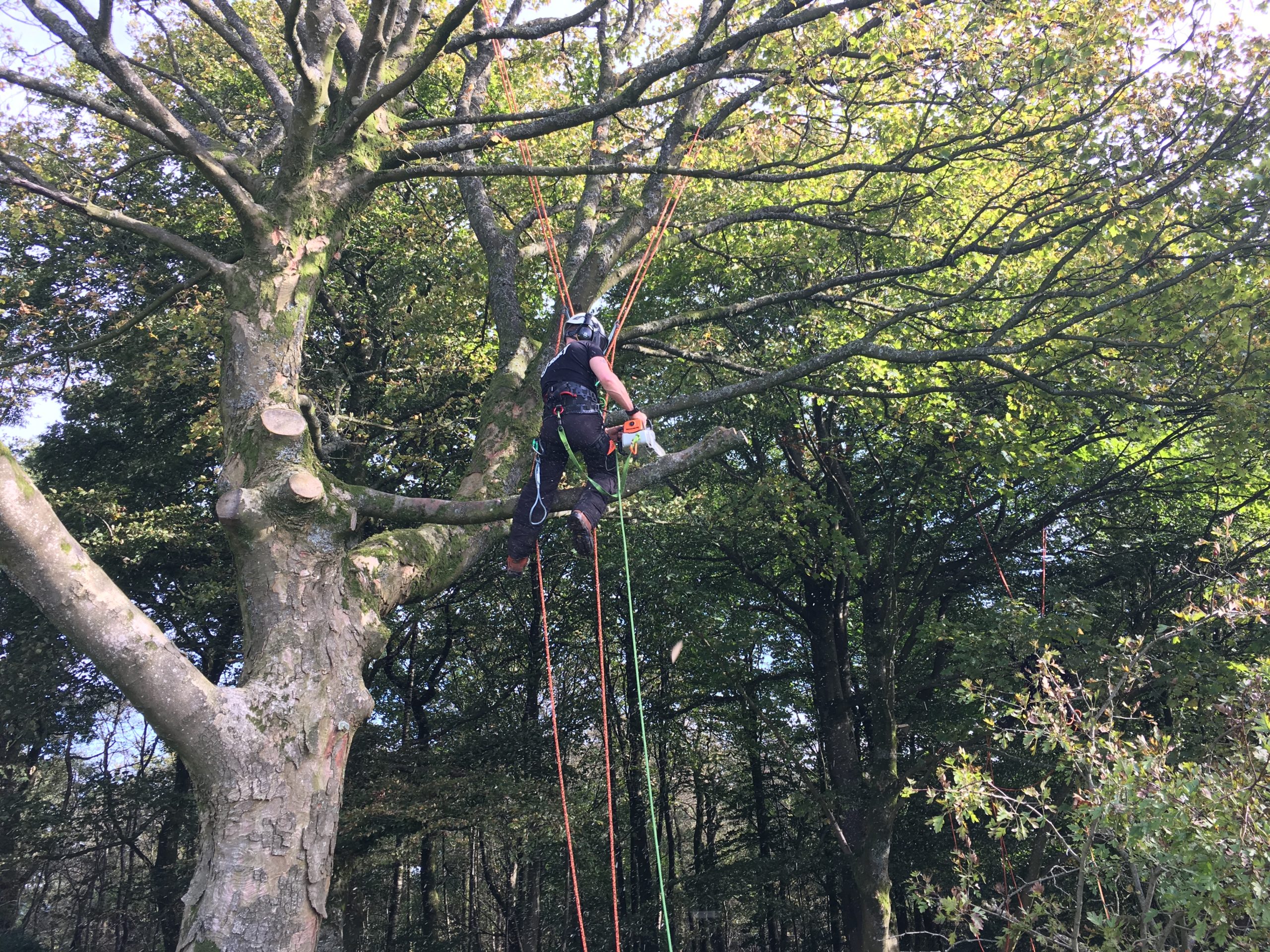 Arboriculture Pruning Operations Training Course (NTPC Unit 307) | HW Training